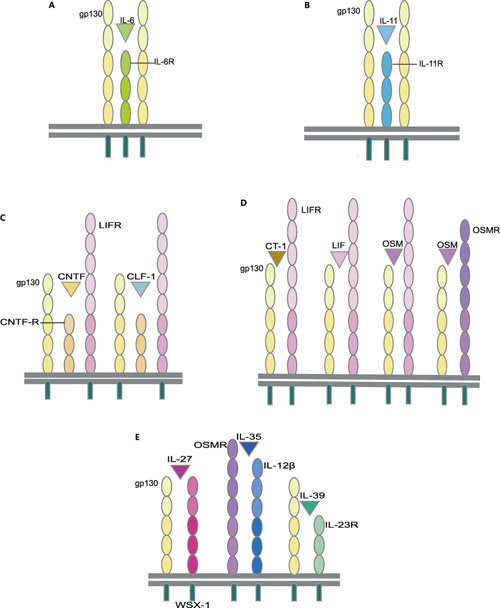 Role of Interleukin-6 Family Cytokines in Organ Fibrosis | Kidney ...