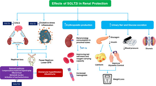 Efficacy and Safety of Sodium-Glucose Cotransporter-2 Inhibitors in ...