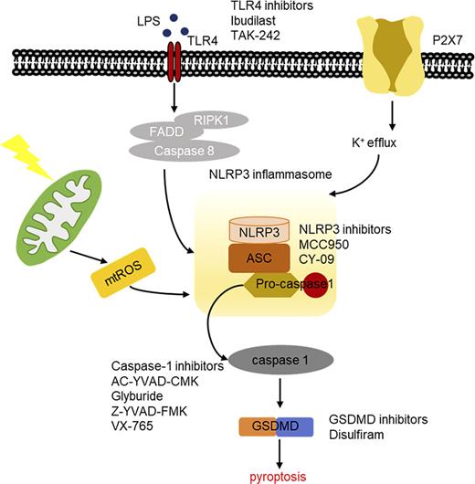 The Role of Pyroptosis in the Pathogenesis of Kidney Diseases | Kidney ...
