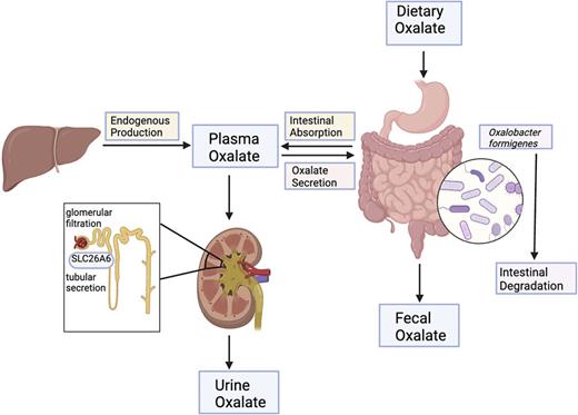 Oxalate Nephropathy and the Mechanism of Oxalate-Induced Kidney Injury ...