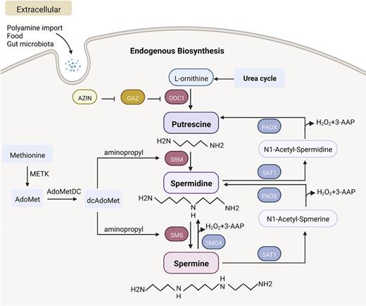 Metabolism of Polyamines and Kidney Disease: A Promising Therapeutic ...