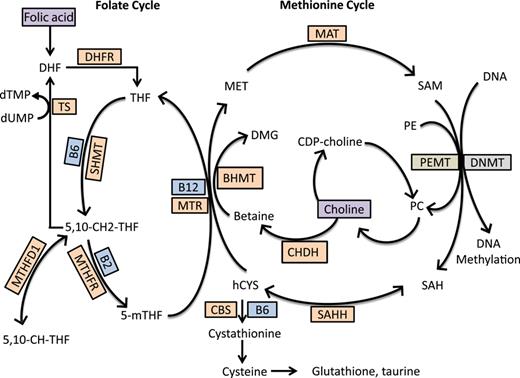 Folate and Choline: Does It Take Two to Tango in Early Programming of ...