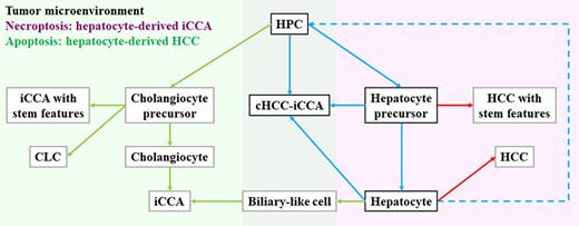 Combined Hepatocellular-Cholangiocarcinoma: Biology, Diagnosis, and Management | Liver Cancer ...