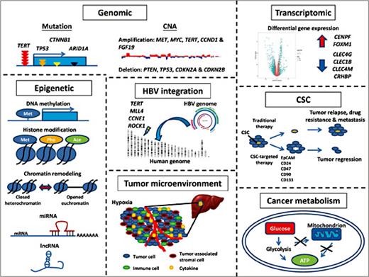 Molecular Pathogenesis of Hepatocellular Carcinoma | Liver Cancer ...