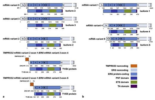 ERG-Mediated Cell Invasion: A Link between Development and ...
