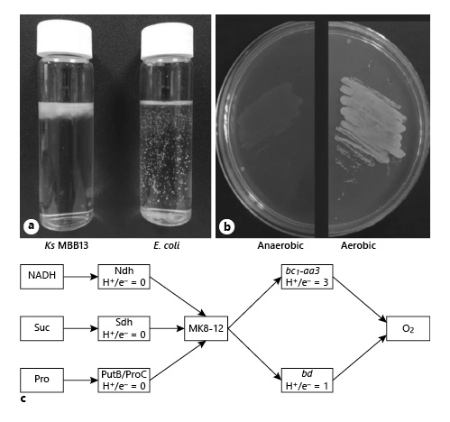 Analysis of Kytococcus sedentarius Strain Isolated from a Dehumidifier ...