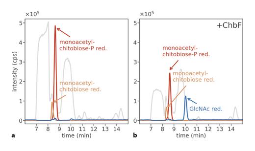 Chitin, Chitin Oligosaccharide, and Chitin Disaccharide Metabolism of ...