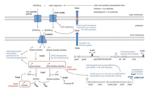 Chitin, Chitin Oligosaccharide, and Chitin Disaccharide Metabolism of ...