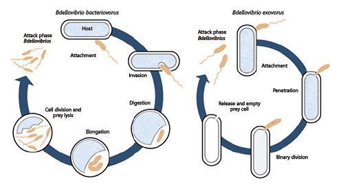 Bacterial Predation on Cyanobacteria | Microbial Physiology | Karger ...
