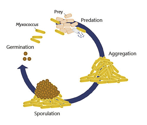 Bacterial Predation on Cyanobacteria | Microbial Physiology | Karger ...