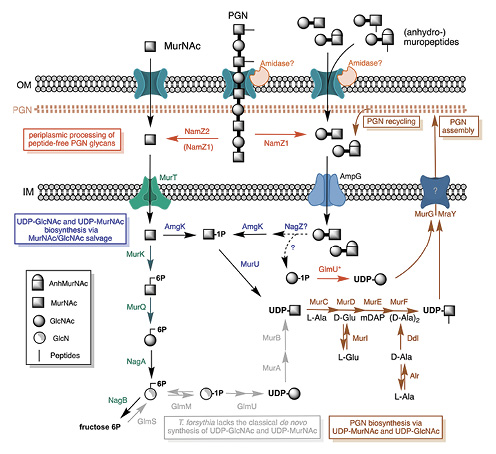 Peptidoglycan Salvage Enables the Periodontal Pathogen Tannerella ...