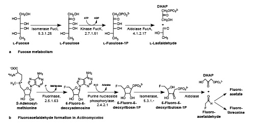 5-Deoxyadenosine Metabolism: More than “Waste Disposal” | Microbial ...