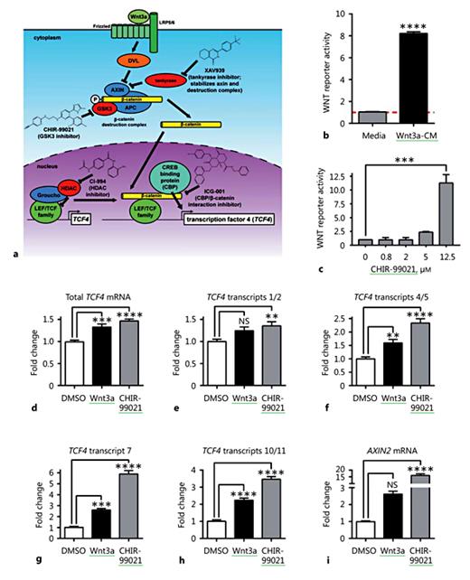 WNT/β-Catenin Pathway and Epigenetic Mechanisms Regulate the Pitt ...
