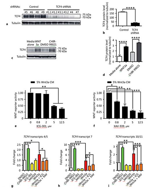 WNT/β-Catenin Pathway and Epigenetic Mechanisms Regulate the Pitt ...