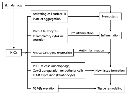 Hydrogen Peroxide: A Potential Wound Therapeutic Target | Medical ...