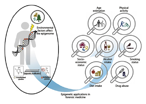 Forensic Epigenetic Analysis: The Path Ahead | Medical Principles and ...