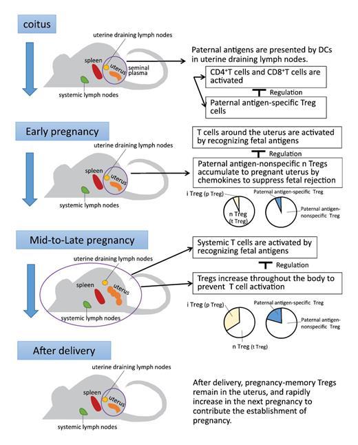 Reconsideration of the Role of Regulatory T Cells during Pregnancy ...
