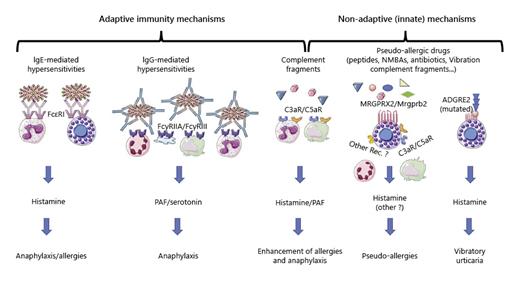 Allergy, Anaphylaxis, and Nonallergic Hypersensitivity: IgE, Mast Cells ...
