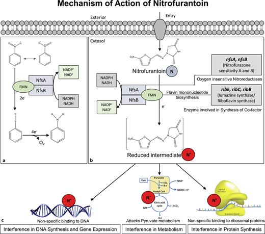 Unlocking Nitrofurantoin: Understanding Molecular Mechanisms of Action ...