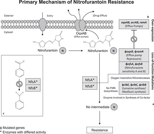 Unlocking Nitrofurantoin: Understanding Molecular Mechanisms of Action ...