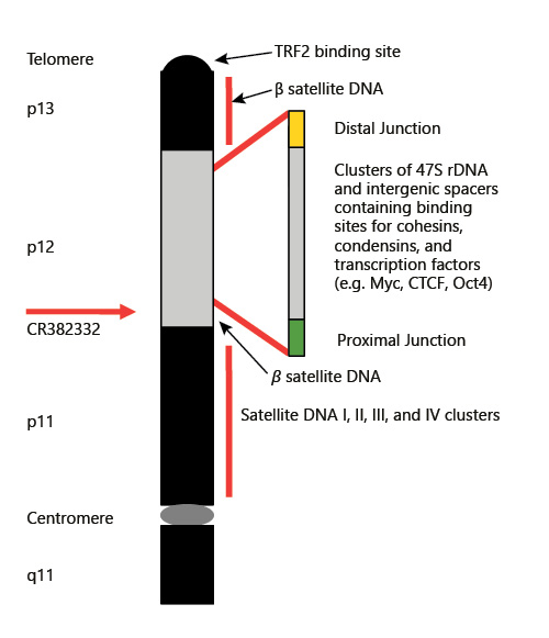 Prevalence and Phenotypic Impact of Robertsonian Translocations ...