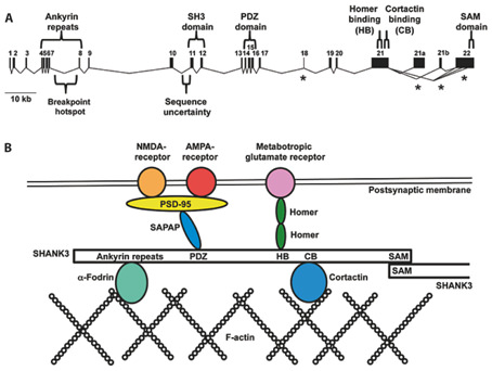The 22q13.3 Deletion Syndrome (Phelan-McDermid Syndrome) | Molecular ...