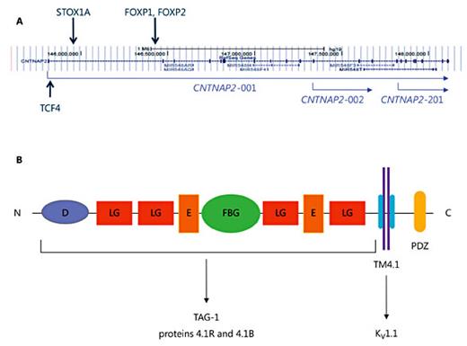 Connecting the CNTNAP2 Networks with Neurodevelopmental Disorders ...