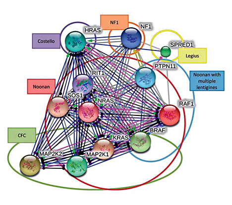 RASopathies: Presentation at the Genome, Interactome, and Phenome ...