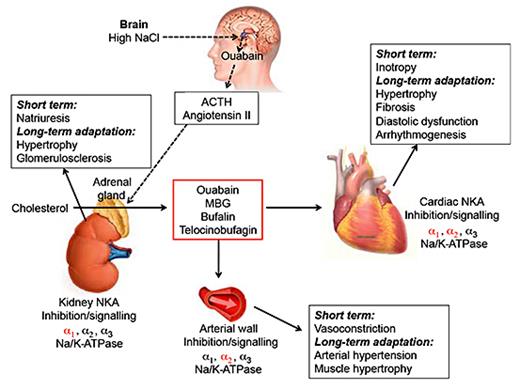 The Role of Cardiotonic Steroids in the Pathogenesis of Cardiomyopathy ...