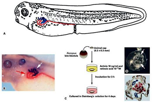 Growing Kidney in the Frog | Nephron Experimental Nephrology | Karger ...