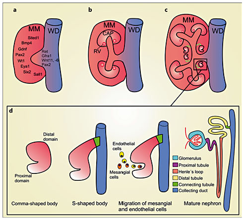 Kidney Development: An Overview | Nephron Experimental Nephrology ...