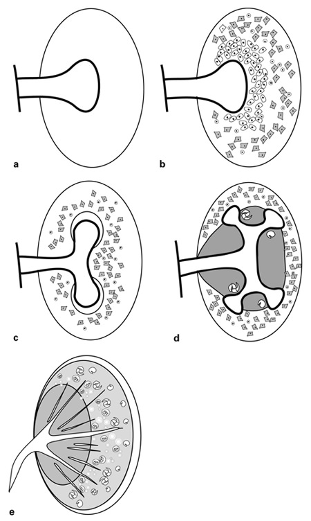 The Where, What and Why of the Developing Renal Stroma | Nephron ...