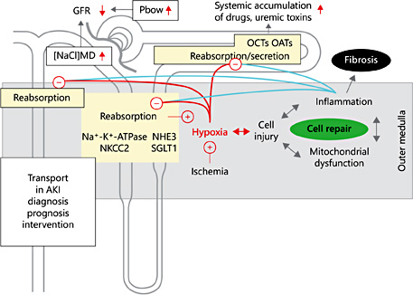 Tubular Transport in Acute Kidney Injury: Relevance for Diagnosis ...