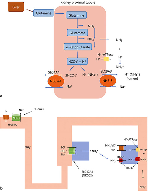 Urine Ammonium, Metabolic Acidosis and Progression of Chronic Kidney ...