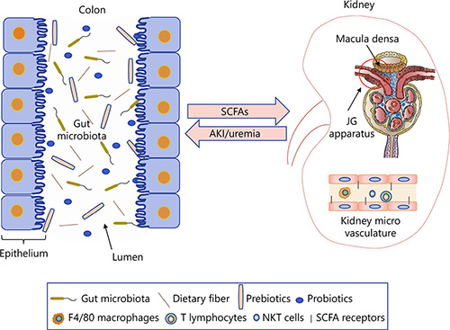 The Microbiome and Acute Kidney Injury | Nephron | Karger Publishers