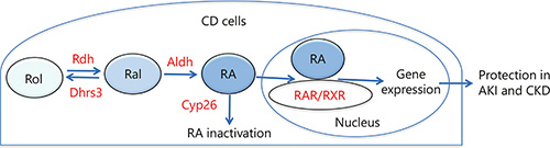 The Renal Collecting Duct Rises to the Defence | Nephron | Karger ...