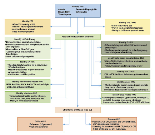 Atypical Hemolytic Uremic Syndrome: New Challenges in the Complement Blockage Era | Nephron ...