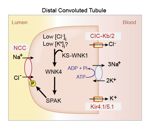 Regulation of Distal Nephron Transport by Intracellular Chloride and ...