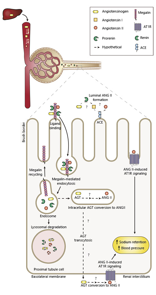 Megalin-Mediated Endocytosis in the Kidney Proximal Tubule: Relevance ...