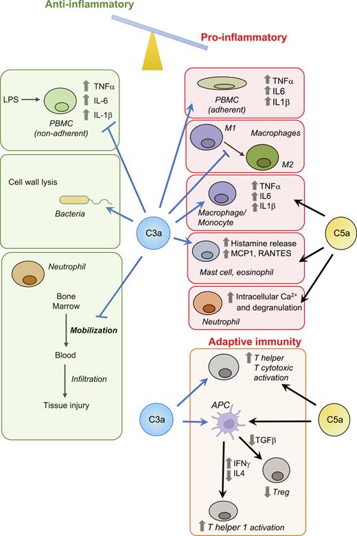 The Complement C3a and C5a Signaling in Renal Diseases: A Bridge ...