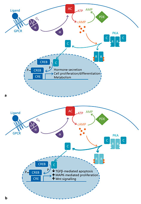 MEN1, MEN4, and Carney Complex: Pathology and Molecular Genetics ...