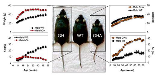 Glucose and Fat Metabolism in Acromegaly: From Mice Models to Patient ...