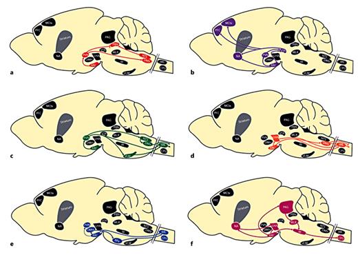 The Role of the Melanocortin System in Metabolic Disease: New ...