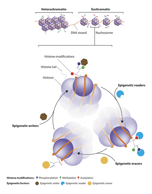 The Emerging Role of Chromatin Remodeling Factors in Female Pubertal ...