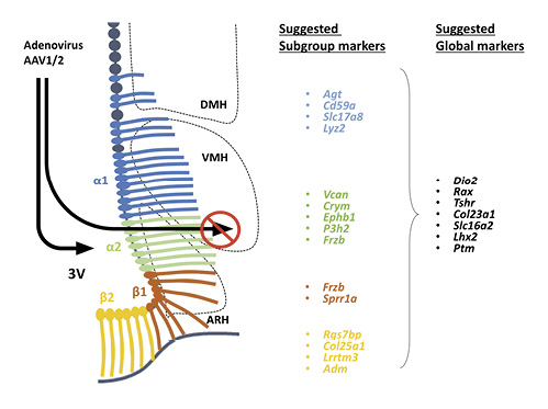 Targeting Tanycytes: Balance between Efficiency and Specificity ...