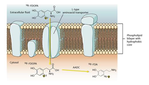 Tailored Molecular Imaging of Pheochromocytoma and Paraganglioma: Which ...