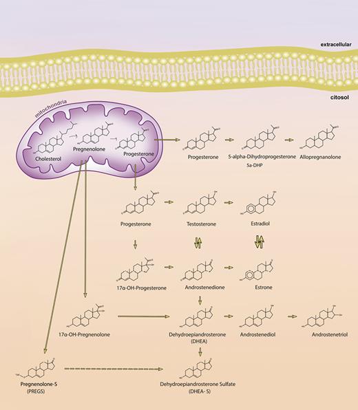 Progestogen-Mediated Neuroprotection in Central Nervous System ...