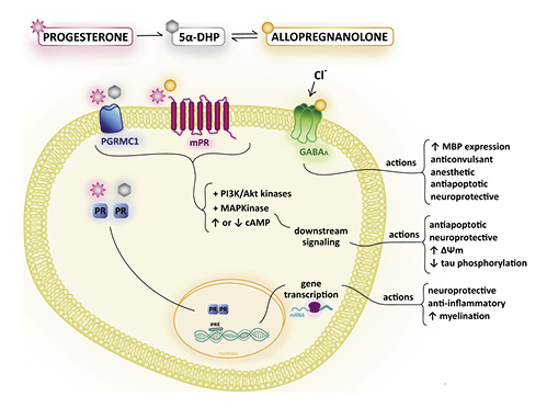 Progestogen-Mediated Neuroprotection in Central Nervous System ...
