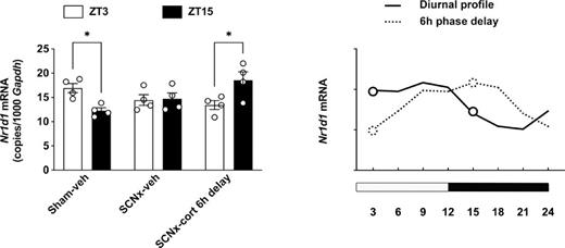Circadian Clock Genes Are Regulated by Rhythmic Corticosterone at ...