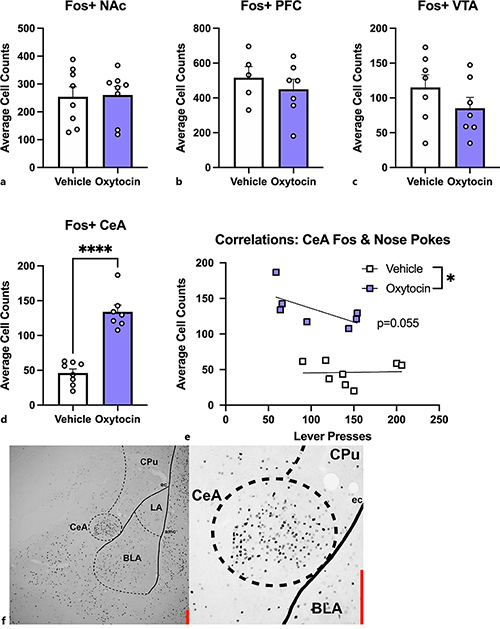 Paraventricular Nucleus of the Hypothalamus Oxytocin and Incubation of ...